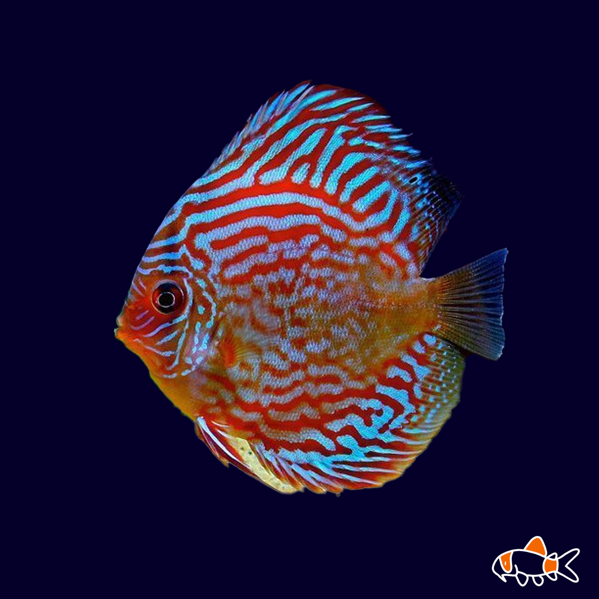 Red Turquoise Discus (Symphysodon aequifasciatus) | Bay Aquatics ...