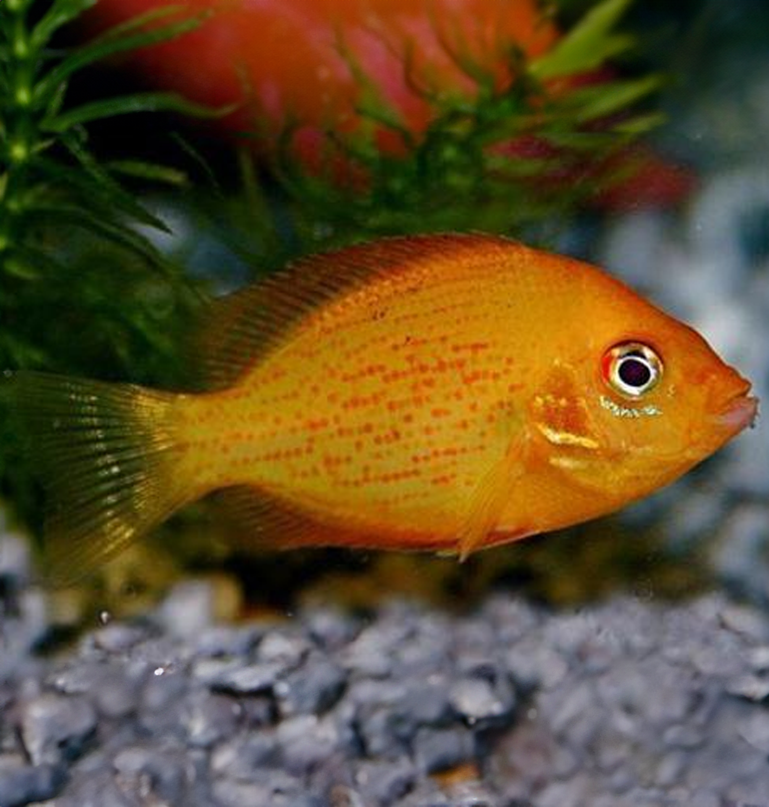 Red / Orange Chromide Cichlid | Bay Aquatics | Tauranga | New Zealand