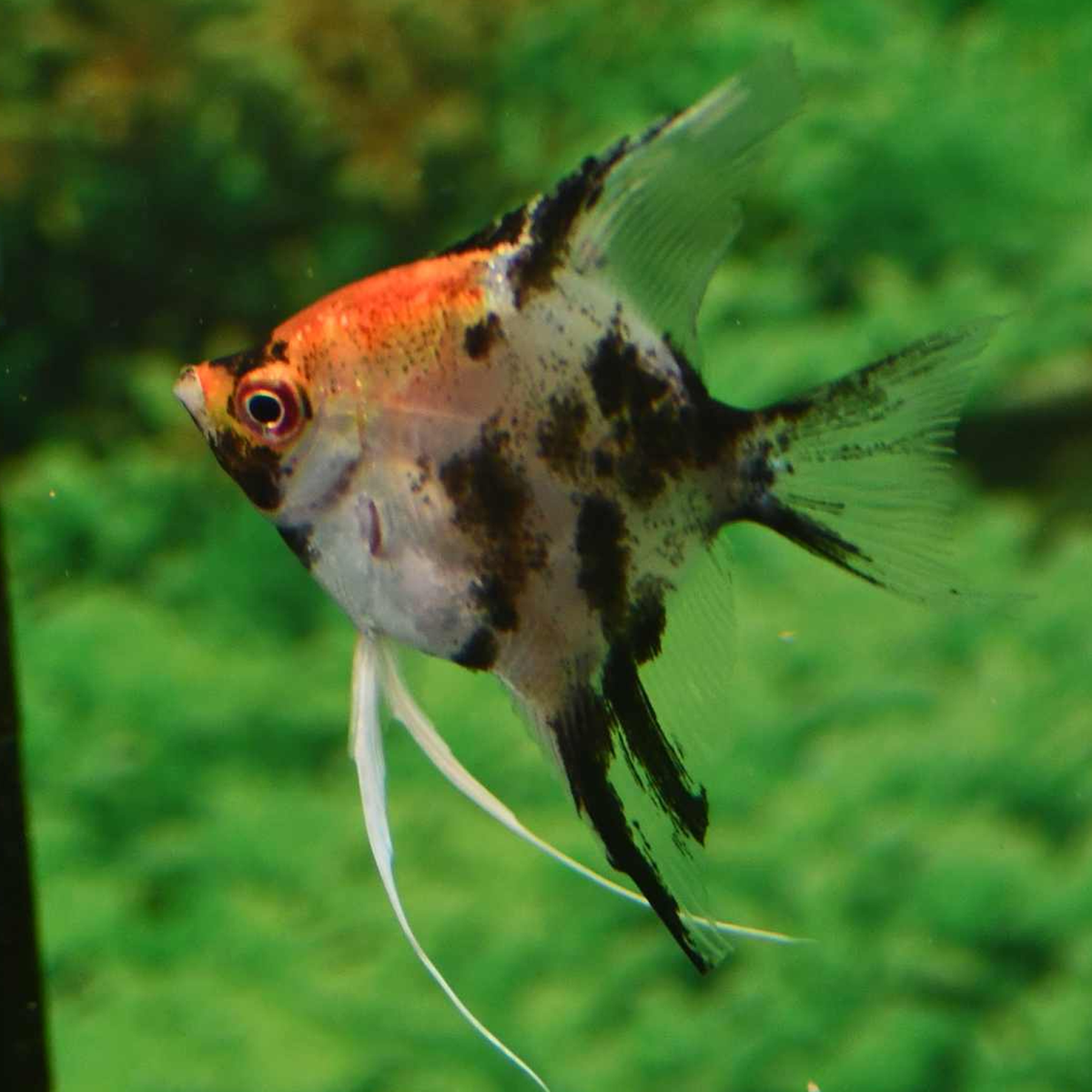 Red Devil Angel Fish | Bay Aquatics | Tauranga | New Zealand