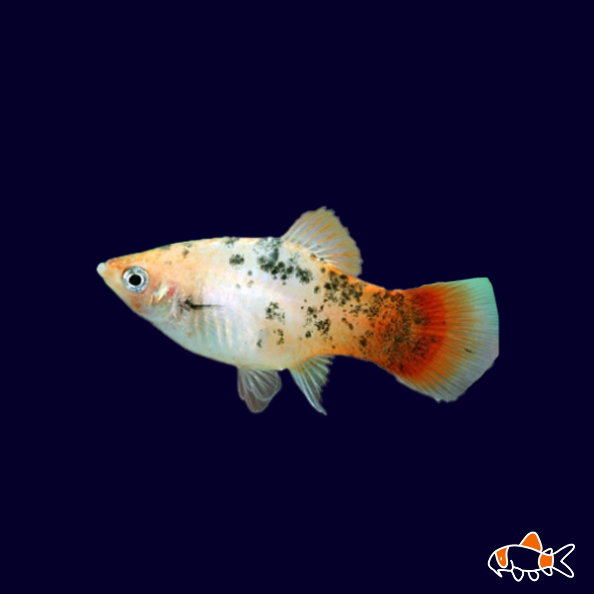 Red Tail Calico Platy | Bay Aquatics | Tauranga | New Zealand