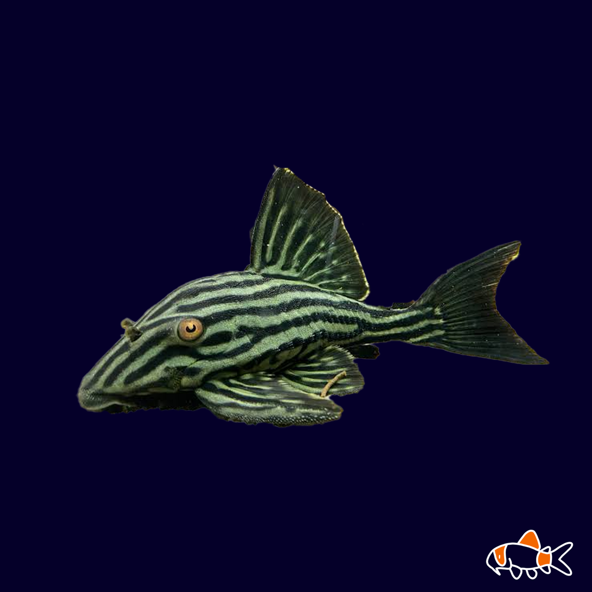 L190 Royal Pleco (Panaque nigrolineatus) – Bay Aquatics