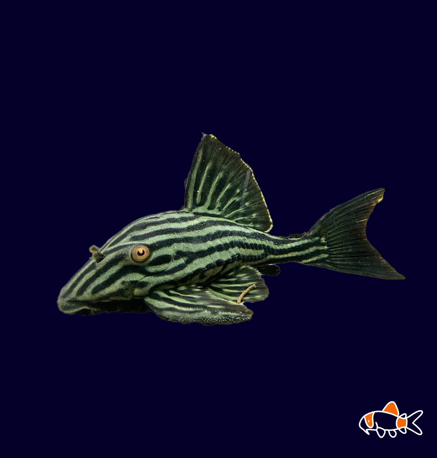 Tropical Fish | Bay Aquatics | Tauranga | New Zealand