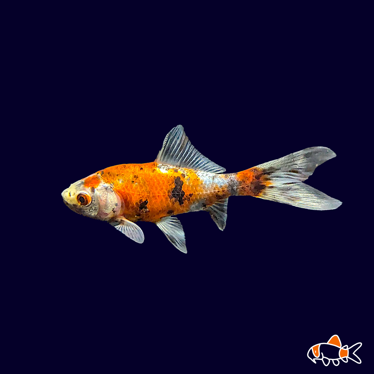 Shubunkin Goldfish | Bay Aquatics | Tauranga | New Zealand