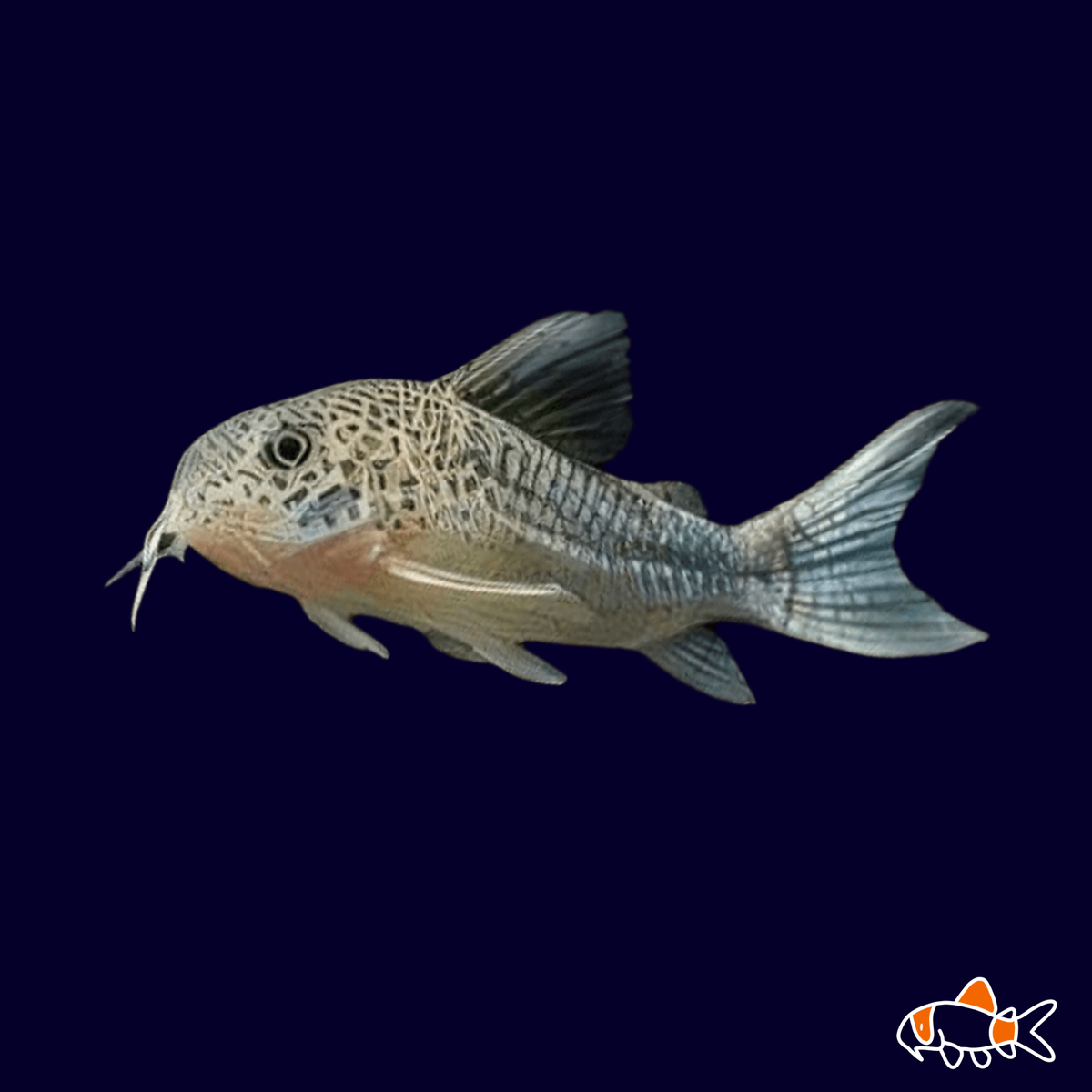 Similis Cory | Bay Aquatics | Tauranga | New Zealand