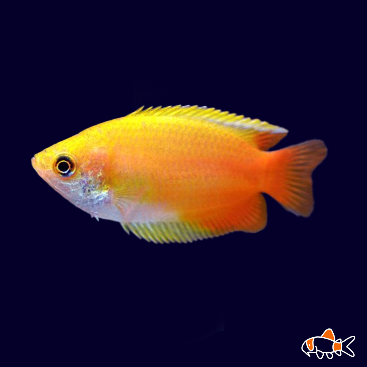 Sunset Honey Dwarf Gourami | Bay Aquatics | Tauranga | New Zealand